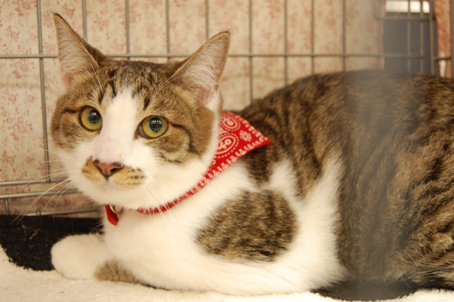 DSC_1100 | 株式会社 広報技術研究所